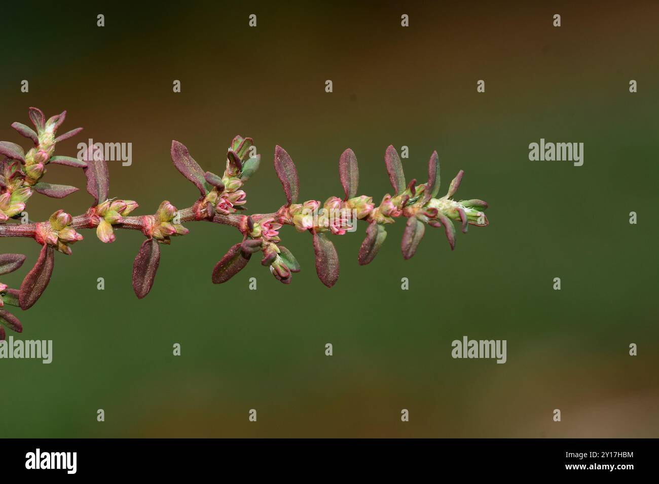 Small Knotweed (Polygonum plebeium) Plantae Stock Photo - Alamy