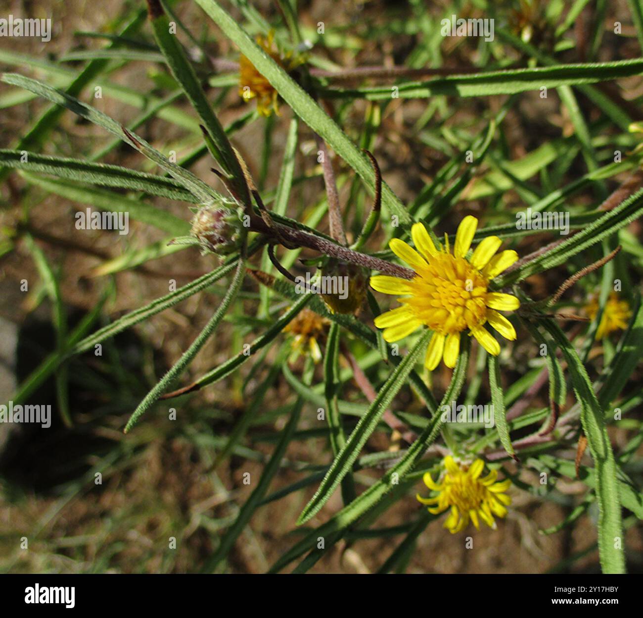 Button Vomitdaisy (Geigeria burkei) Plantae Stock Photo - Alamy