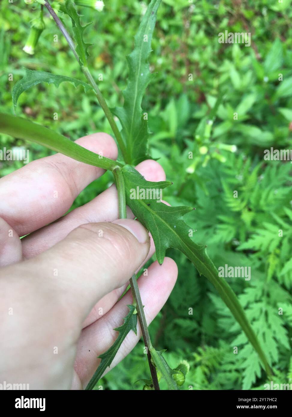 American burnweed (Erechtites hieraciifolius) Plantae Stock Photo - Alamy