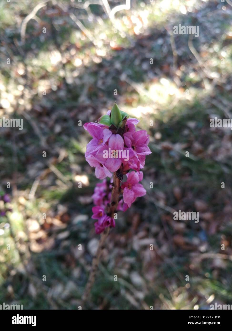 Mezereon (Daphne mezereum) Plantae Stock Photo - Alamy