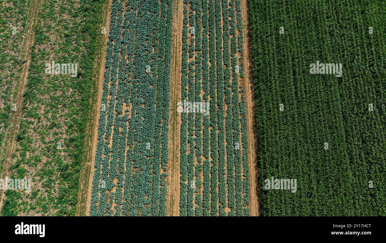 An expansive aerial perspective displays neatly arranged rows of crops ...
