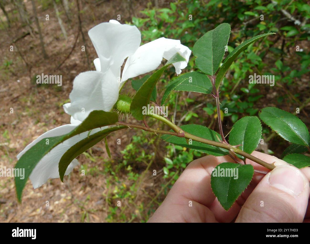 Cherokee rose (Rosa laevigata) Plantae Stock Photo - Alamy