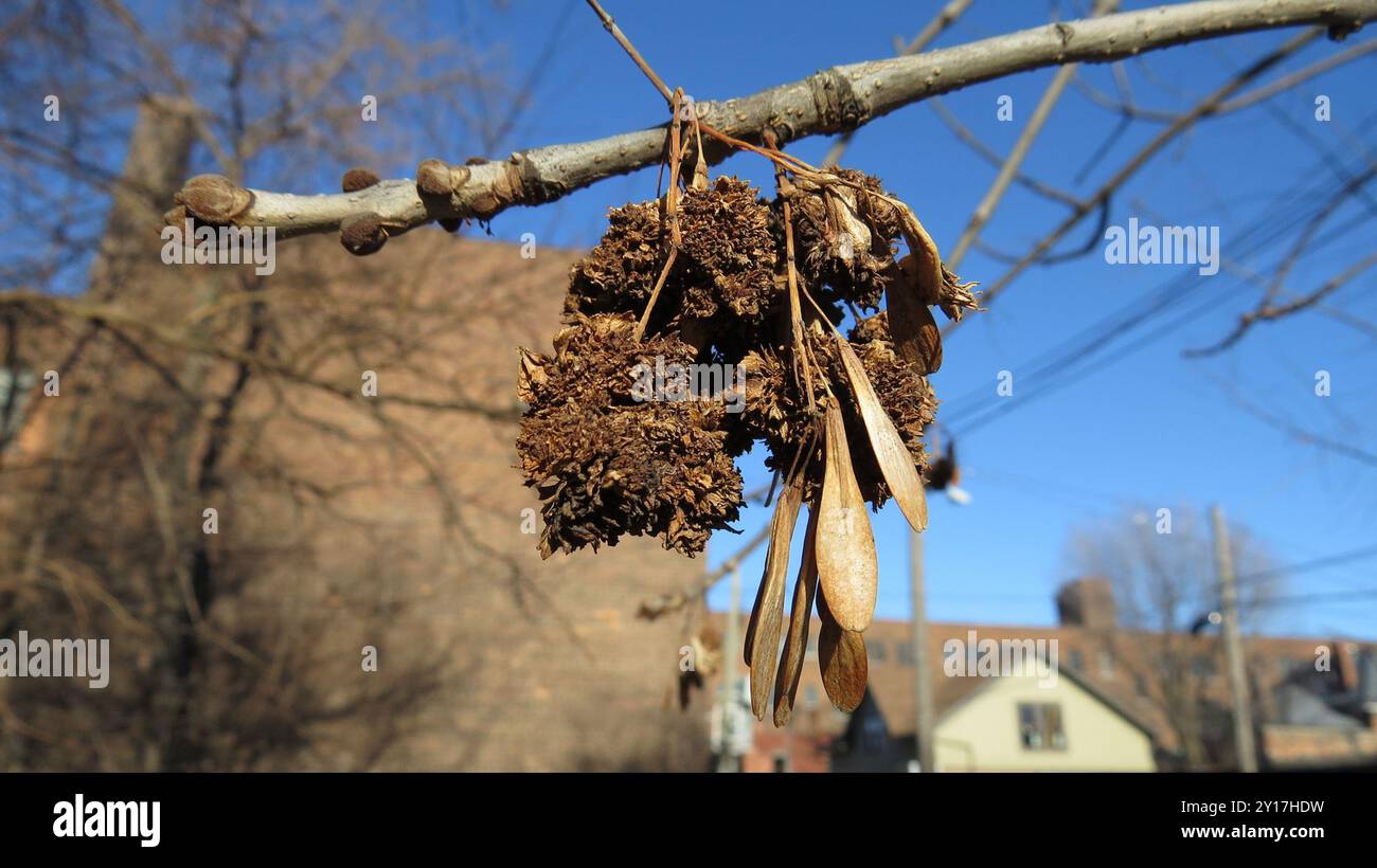 Ash Flower Gall Mite (Aceria fraxiniflora) Arachnida Stock Photo - Alamy