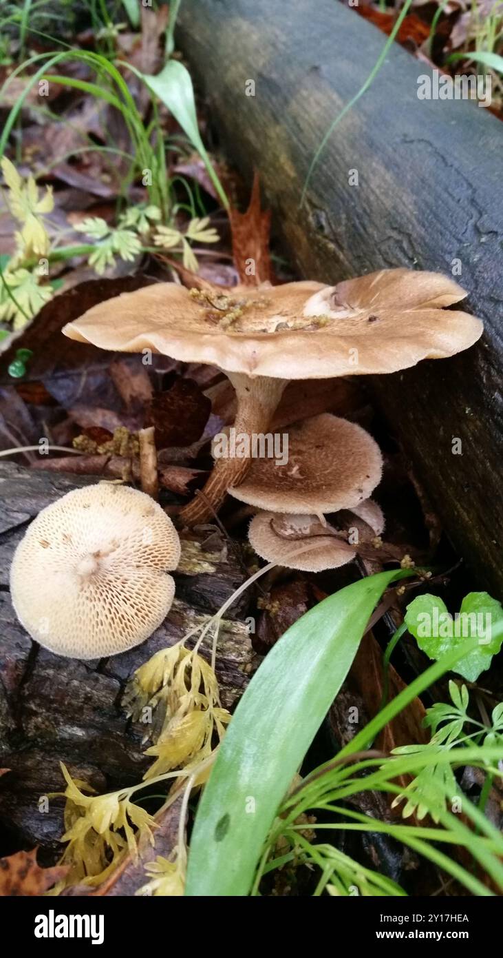 (Picipes melanopus) Fungi Stock Photo - Alamy