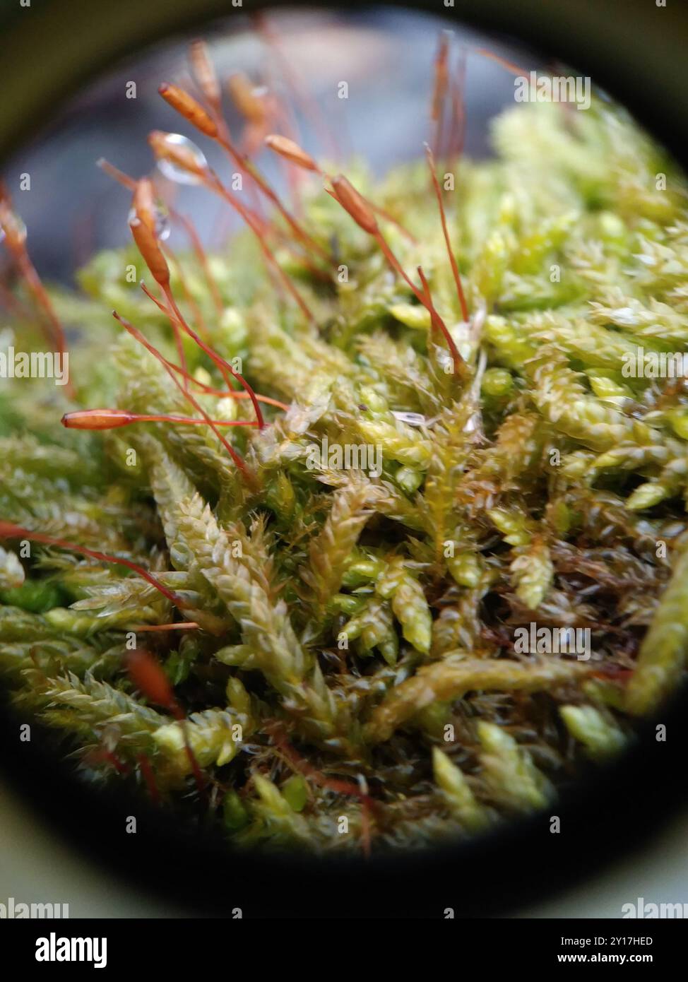 seductive entodon moss (Entodon seductrix) Plantae Stock Photo - Alamy