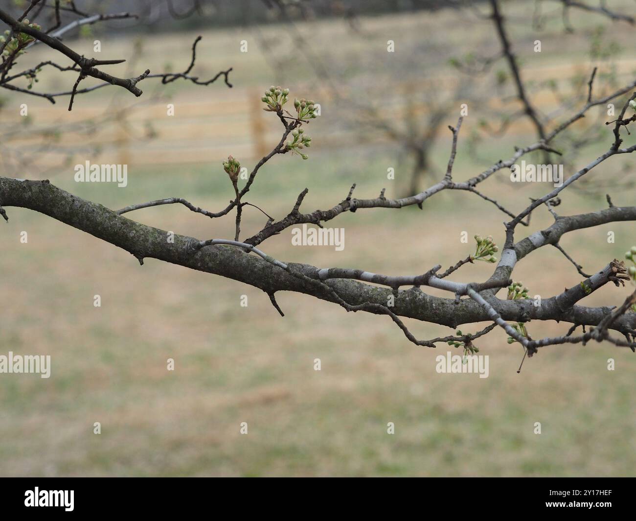 Callery pear (Pyrus calleryana) Plantae Stock Photo - Alamy