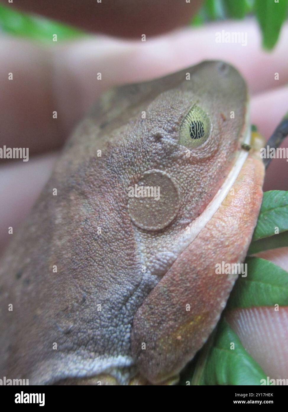 Semi-lined Tree Frog (Boana semilineata) Amphibia Stock Photo - Alamy