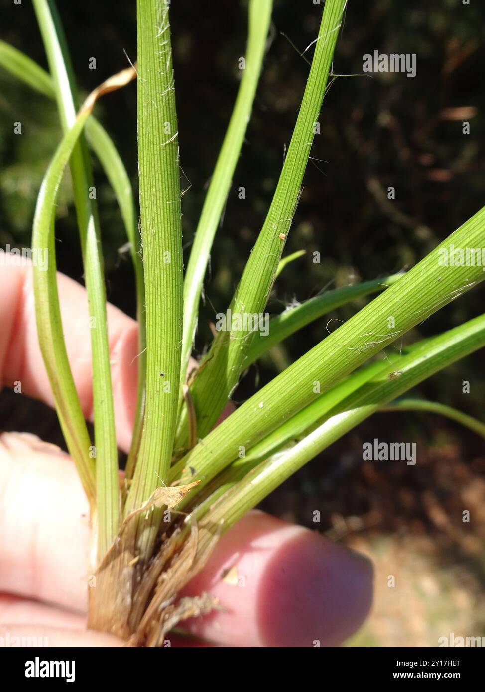 Great Woodrush (Luzula sylvatica) Plantae Stock Photo - Alamy