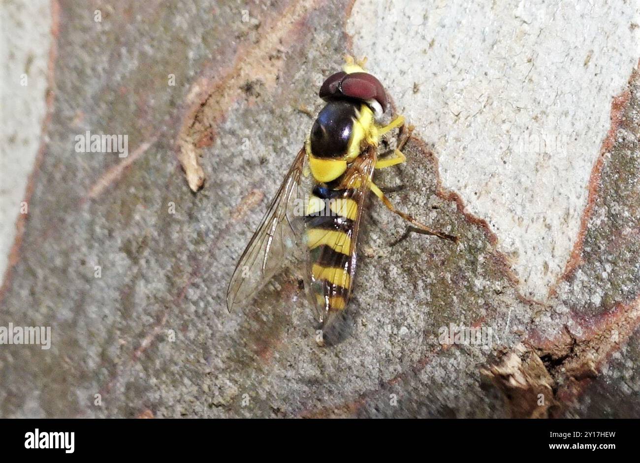 Typical Hover Flies (Syrphinae) Insecta Stock Photo - Alamy