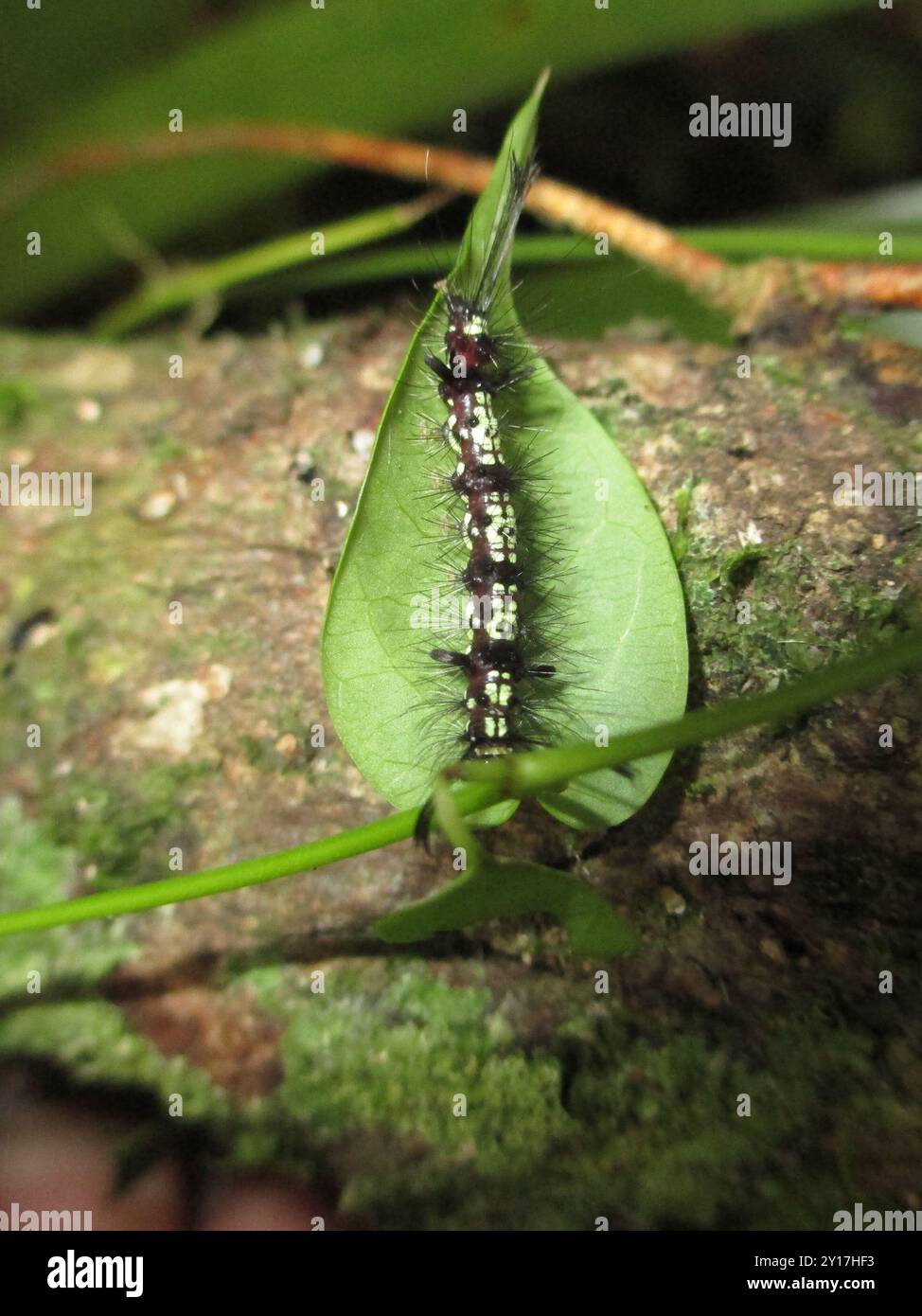 Underwing, Tiger, Tussock, and Allied Moths (Erebidae) Insecta Stock ...