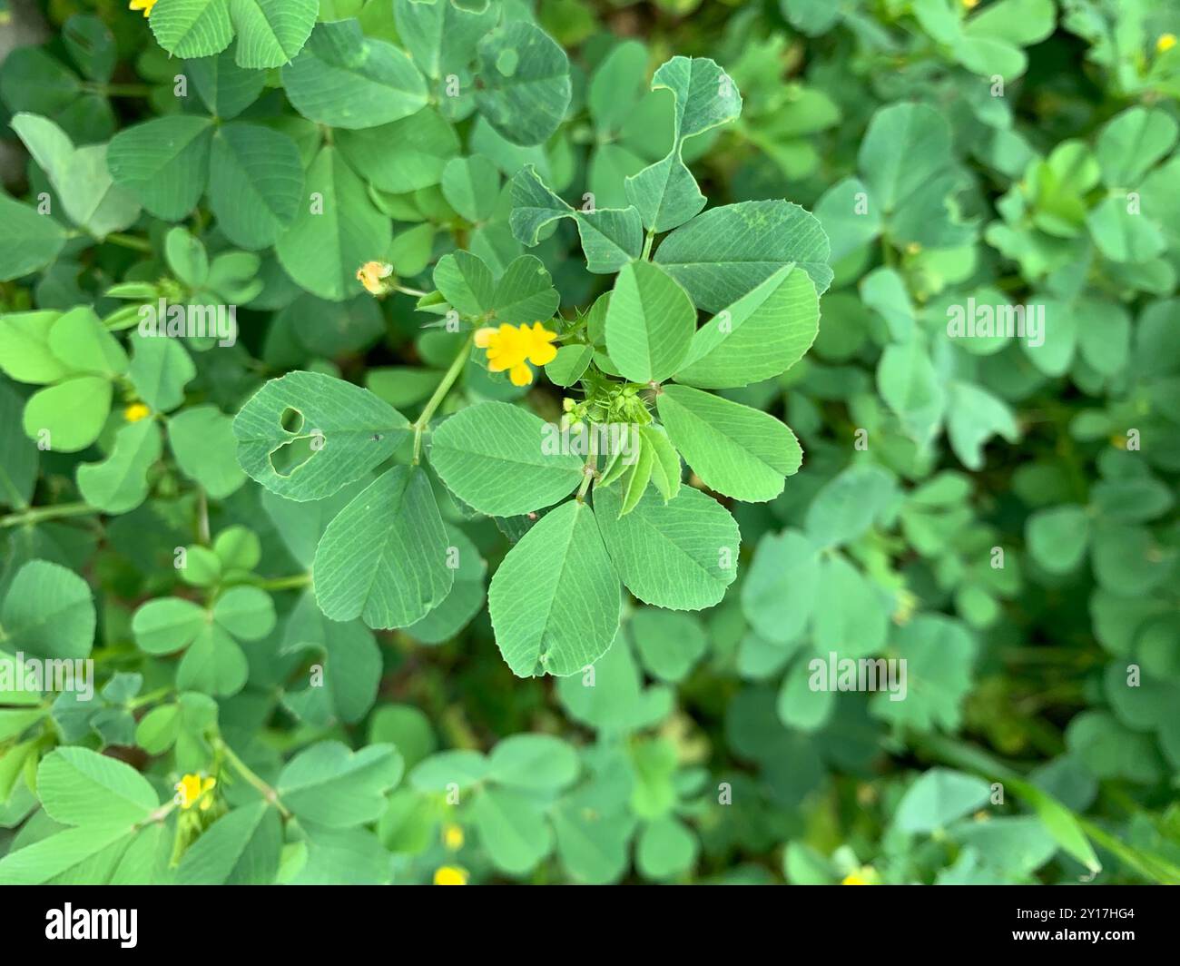 bur clover (Medicago polymorpha) Plantae Stock Photo - Alamy