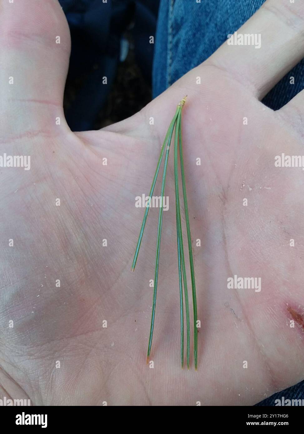 southwestern white pine (Pinus strobiformis) Plantae Stock Photo - Alamy