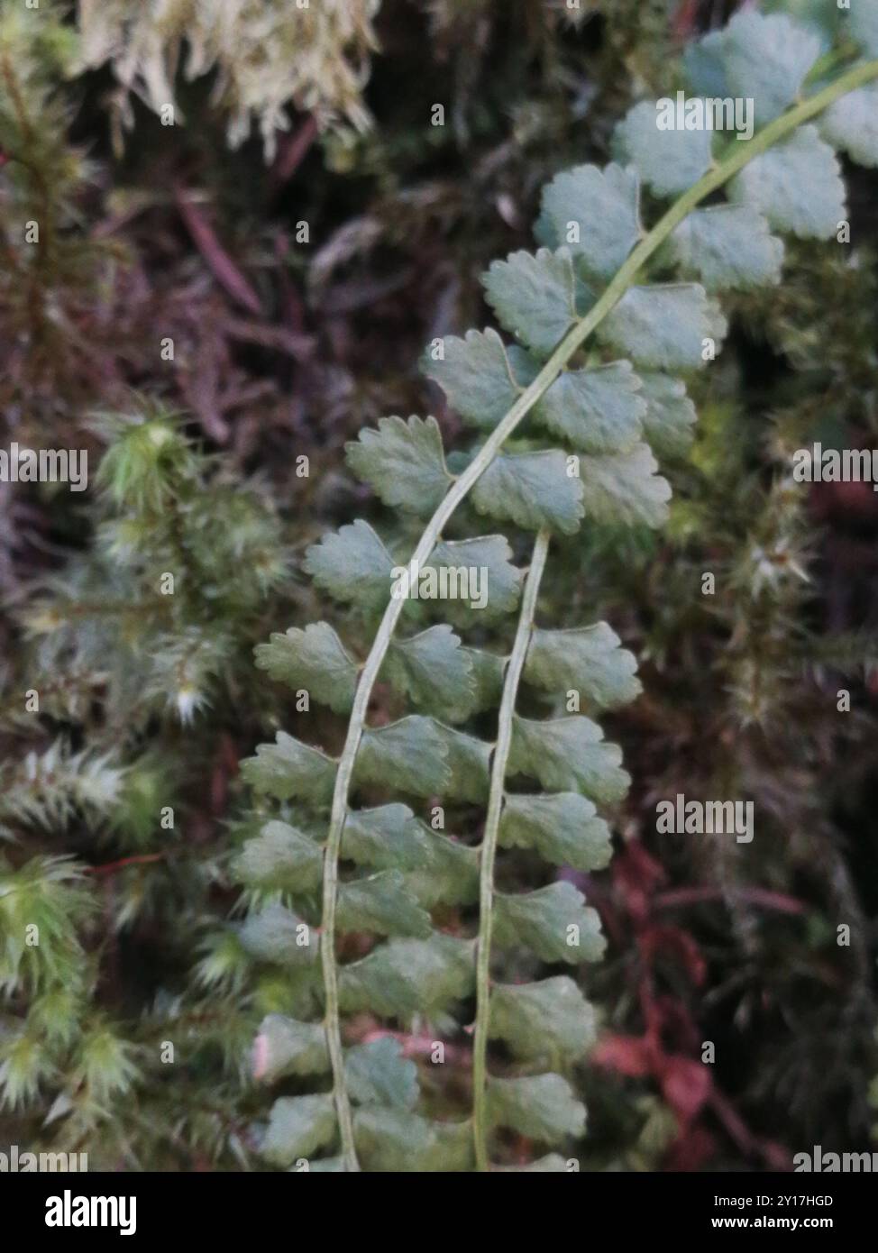 green spleenwort (Asplenium viride) Plantae Stock Photo - Alamy