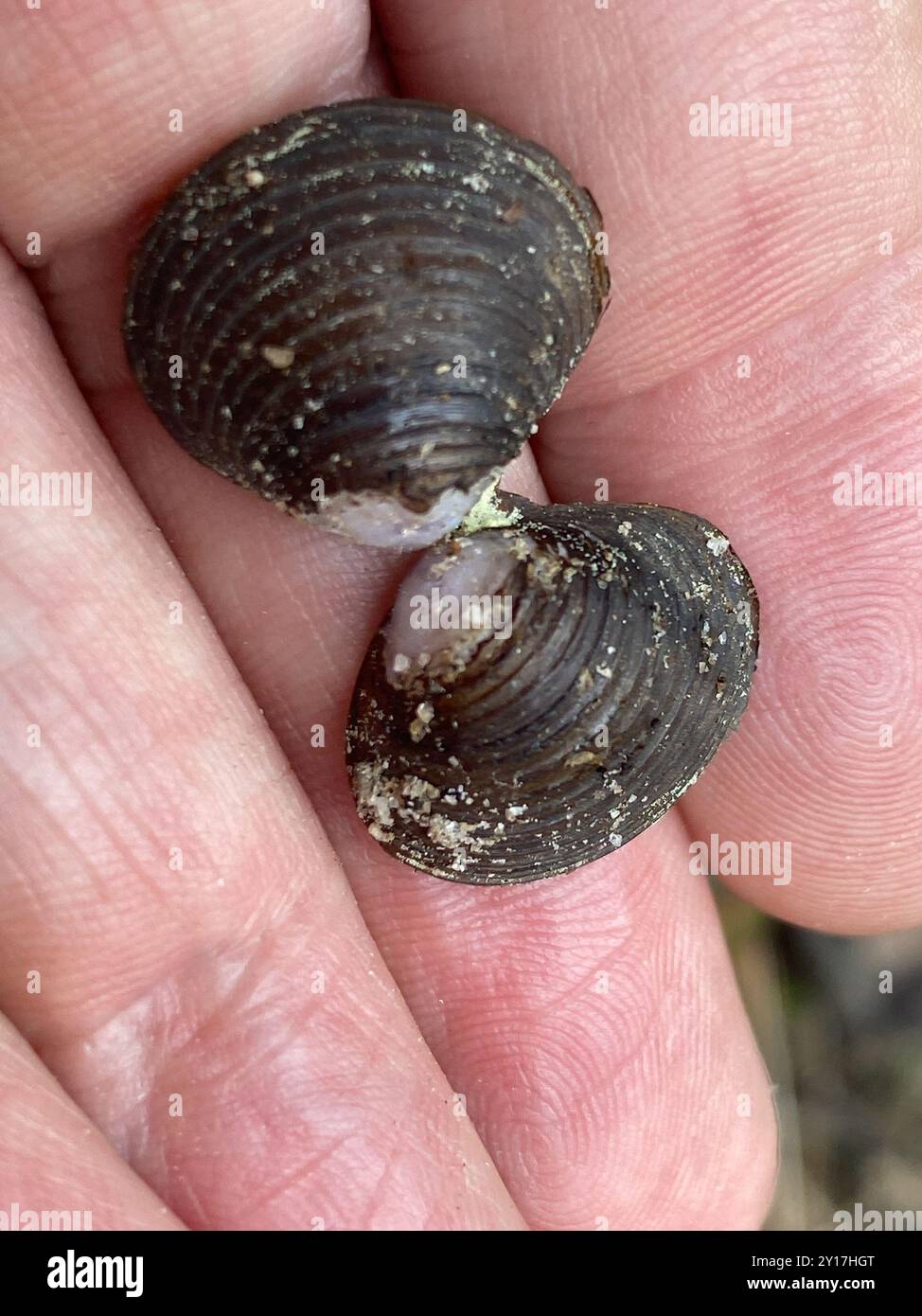 Asian Clam (Corbicula fluminea) Mollusca Stock Photo - Alamy