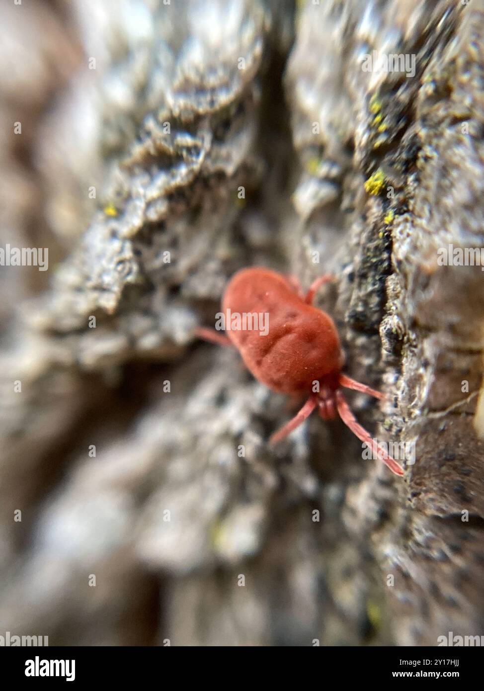 Sumo Mites (Allothrombium) Arachnida Stock Photo - Alamy