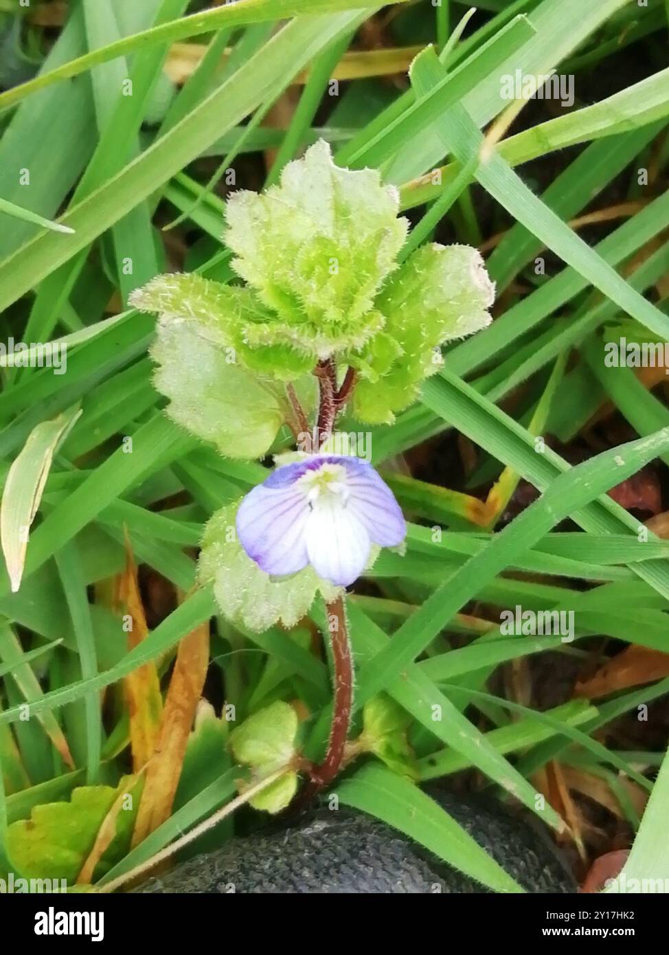 bird's-eye speedwell (Veronica persica) Plantae Stock Photo - Alamy