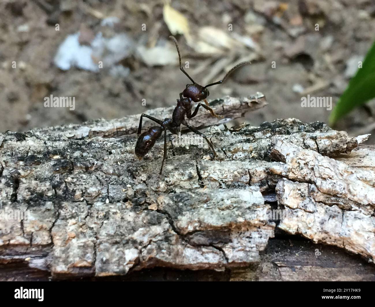 Bullet Ant (Paraponera clavata) Insecta Stock Photo - Alamy