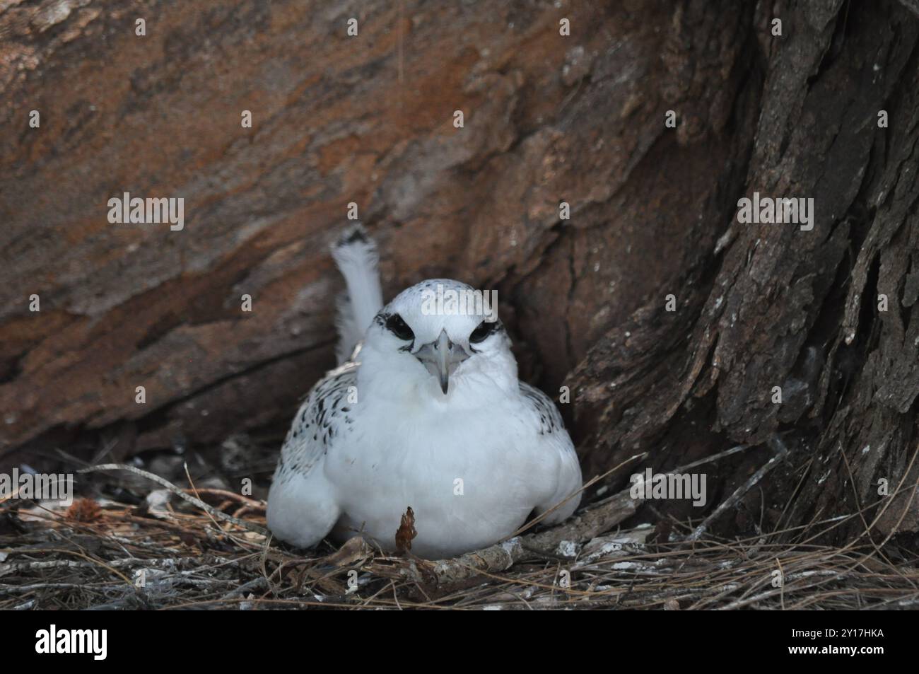 White-tailed Tropicbird (Phaethon lepturus) Aves Stock Photo - Alamy
