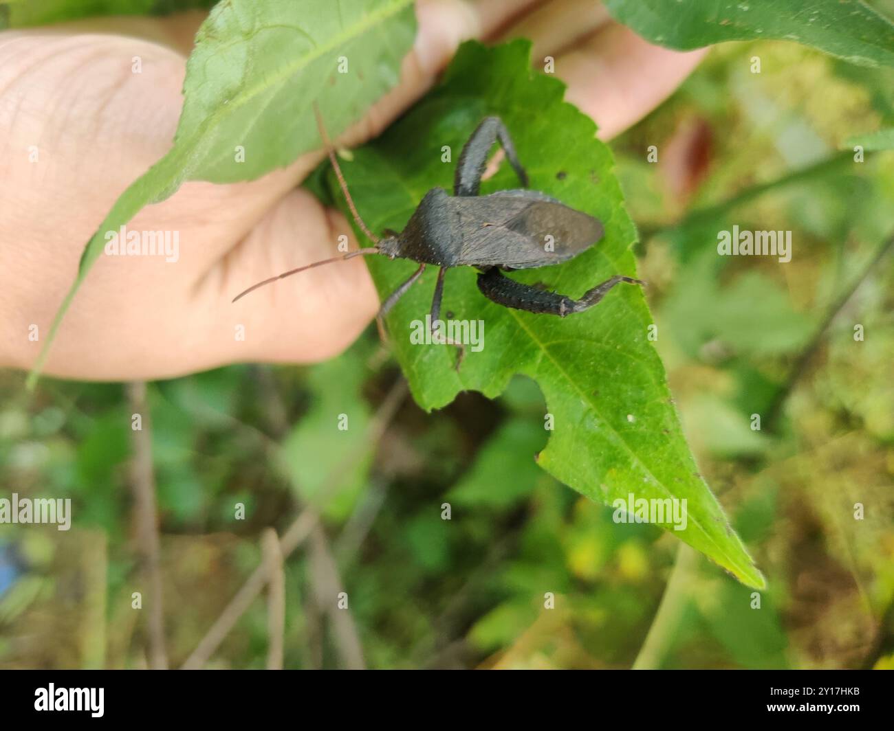 Florida Leaf-footed Bug (Acanthocephala femorata) Insecta Stock Photo ...
