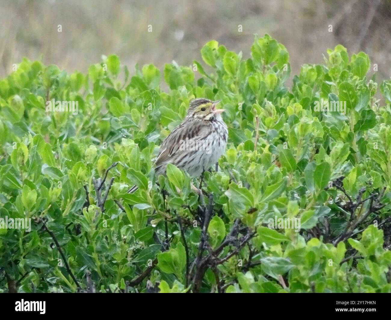 Savannah Sparrow (Passerculus sandwichensis) Aves Stock Photo - Alamy
