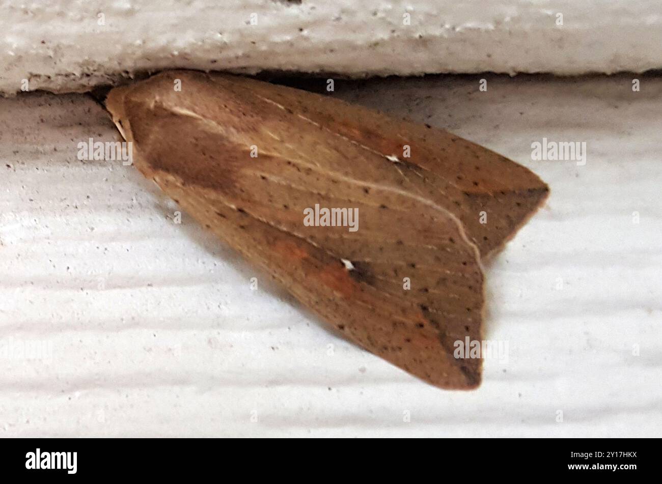 White-speck Moth (Mythimna unipuncta) Insecta Stock Photo - Alamy