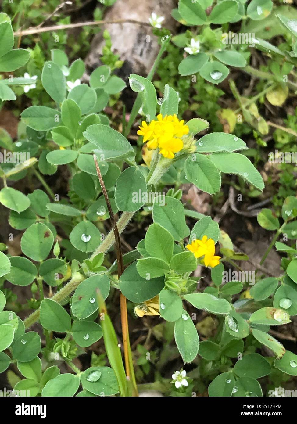 little bur-clover (Medicago minima) Plantae Stock Photo - Alamy