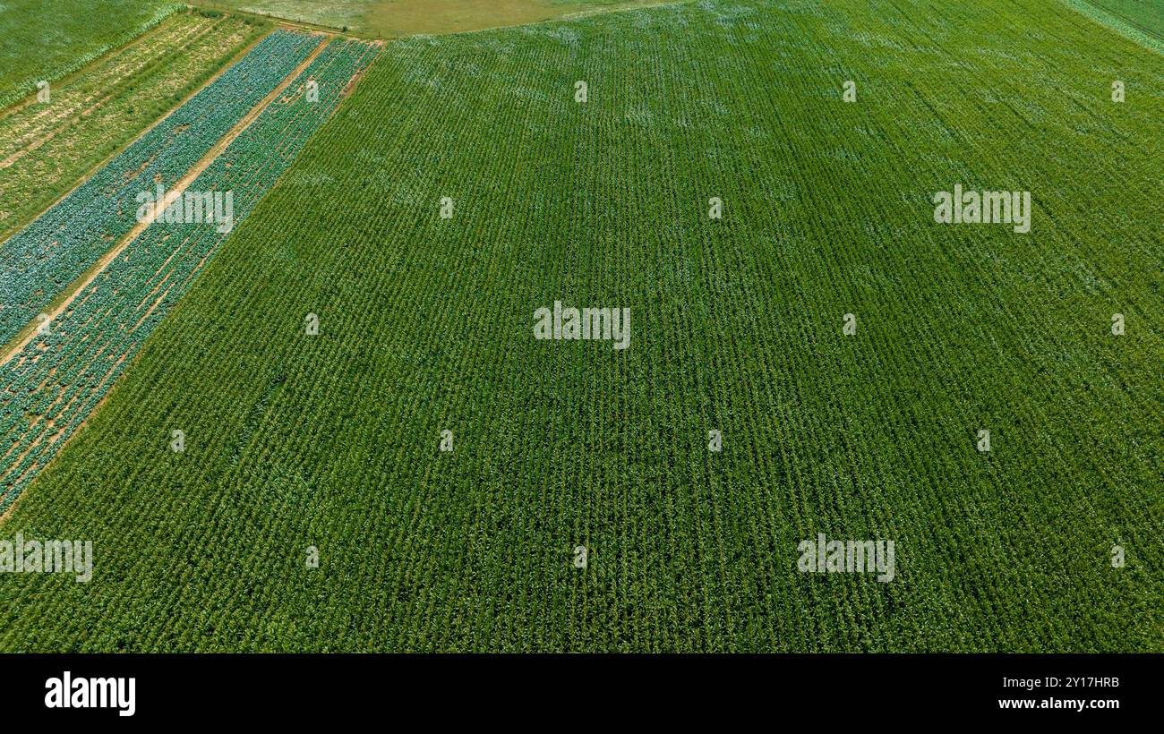 Aerial view of vibrant green farmland with neatly organized rows of ...