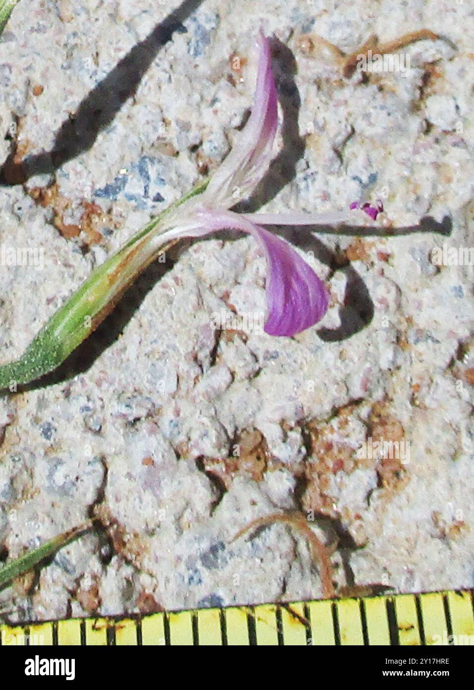 Panicled Foldwing (Dicliptera paniculata) Plantae Stock Photo - Alamy