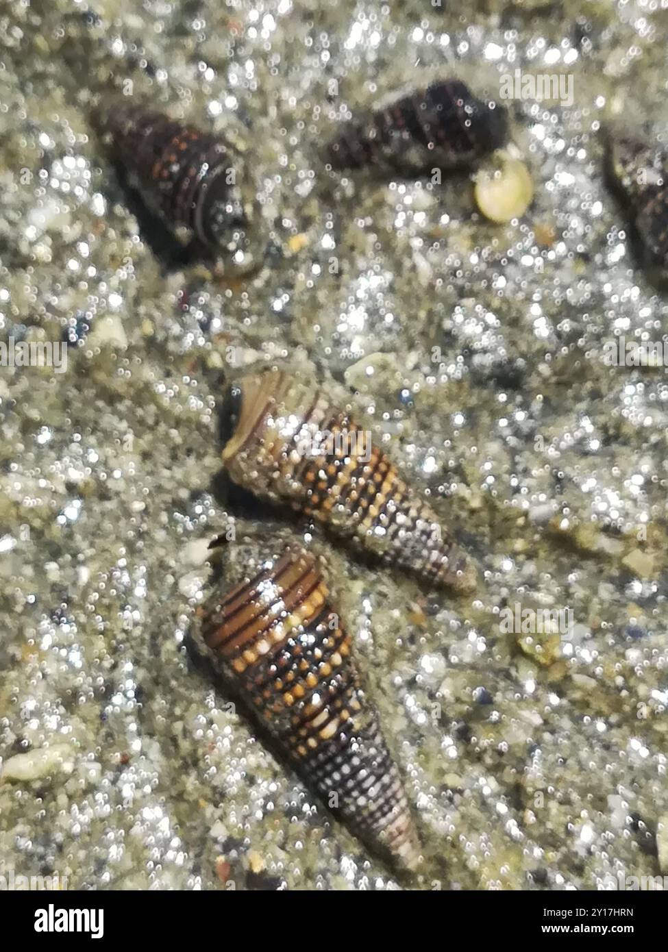 Mud-creeper Snails (Batillariidae) Mollusca Stock Photo - Alamy