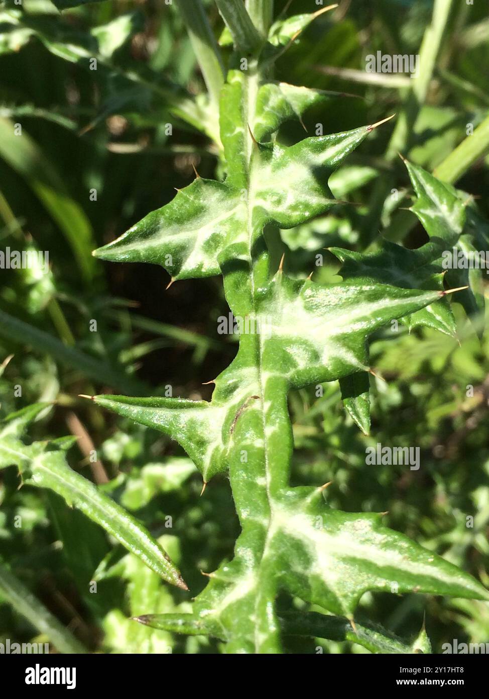 Boar Thistle (Galactites tomentosus) Plantae Stock Photo - Alamy