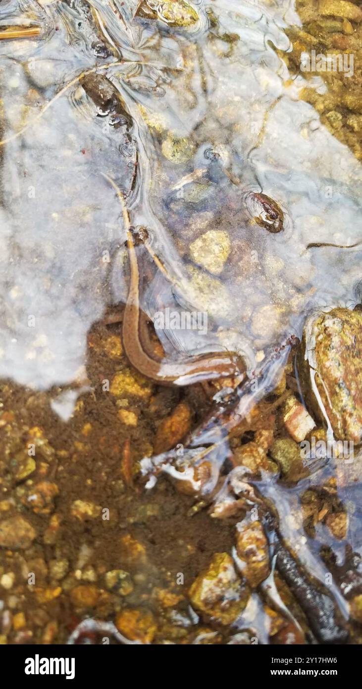 Northern Two-lined Salamander (Eurycea bislineata) Amphibia Stock Photo ...