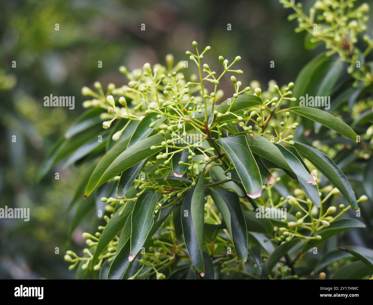 Cinnamon tree (Cinnamomum burmanni) Plantae Stock Photo - Alamy