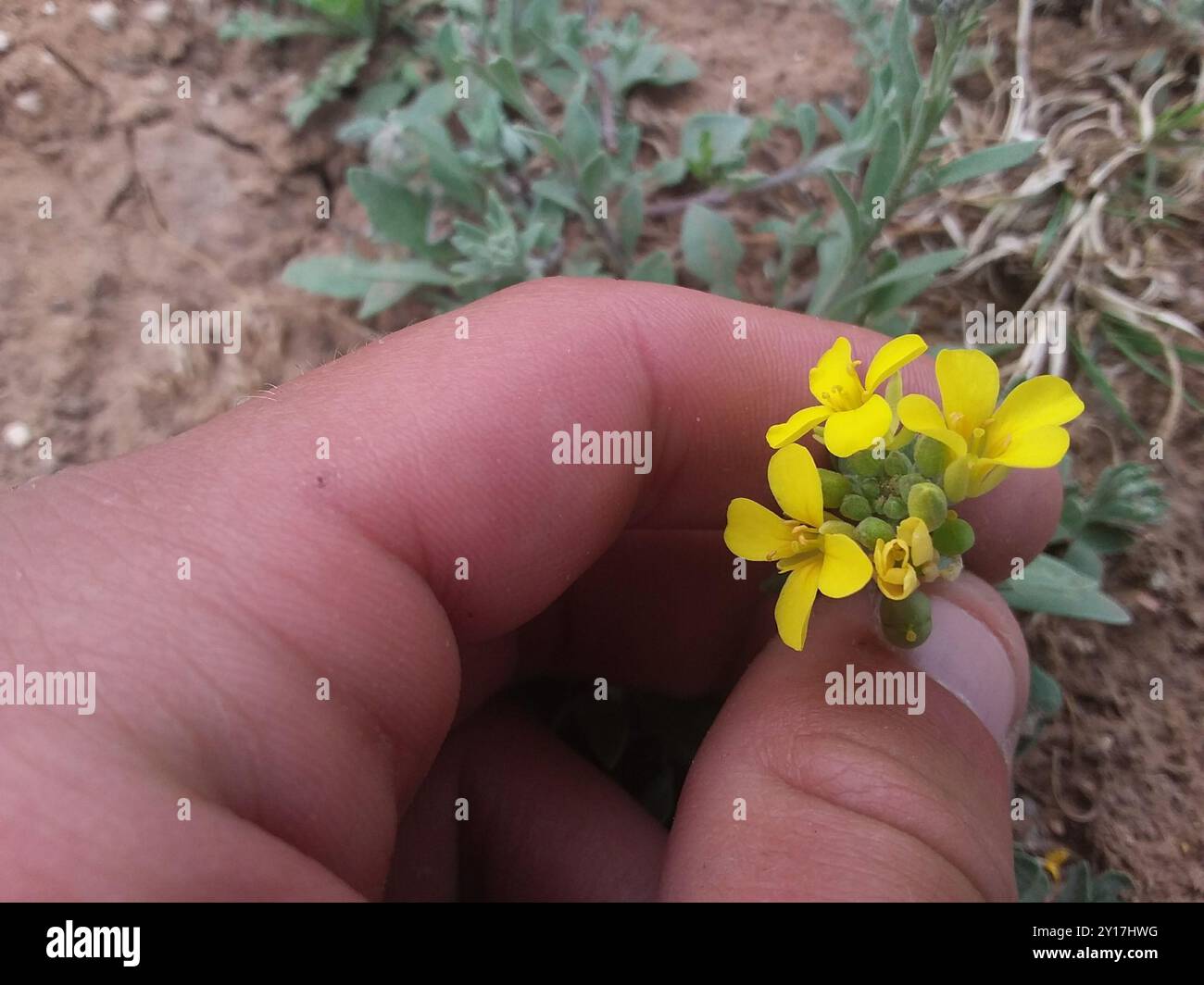 Gordon's bladderpod (Physaria gordonii) Plantae Stock Photo - Alamy