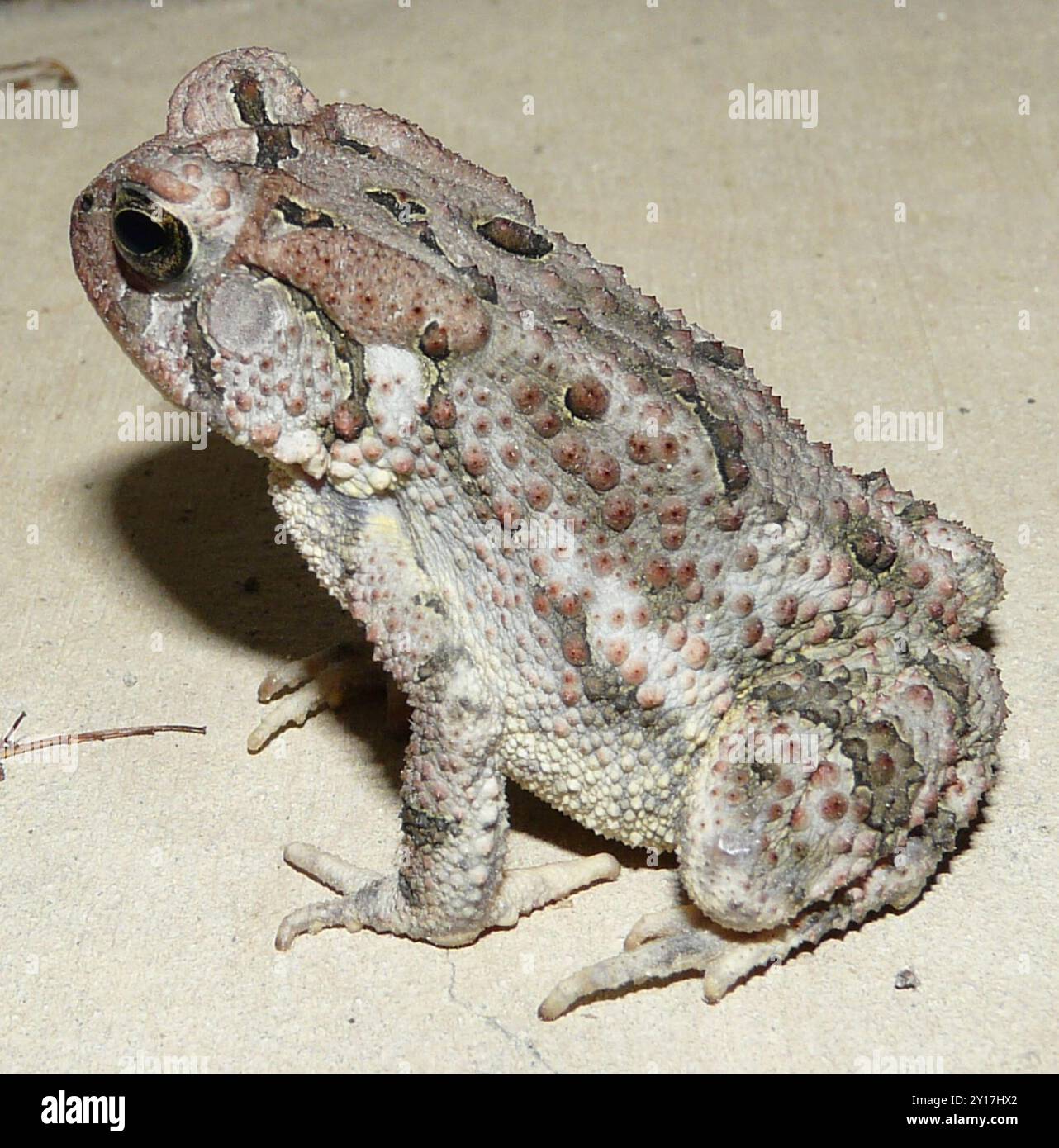 North American Toads (Anaxyrus) Amphibia Stock Photo - Alamy