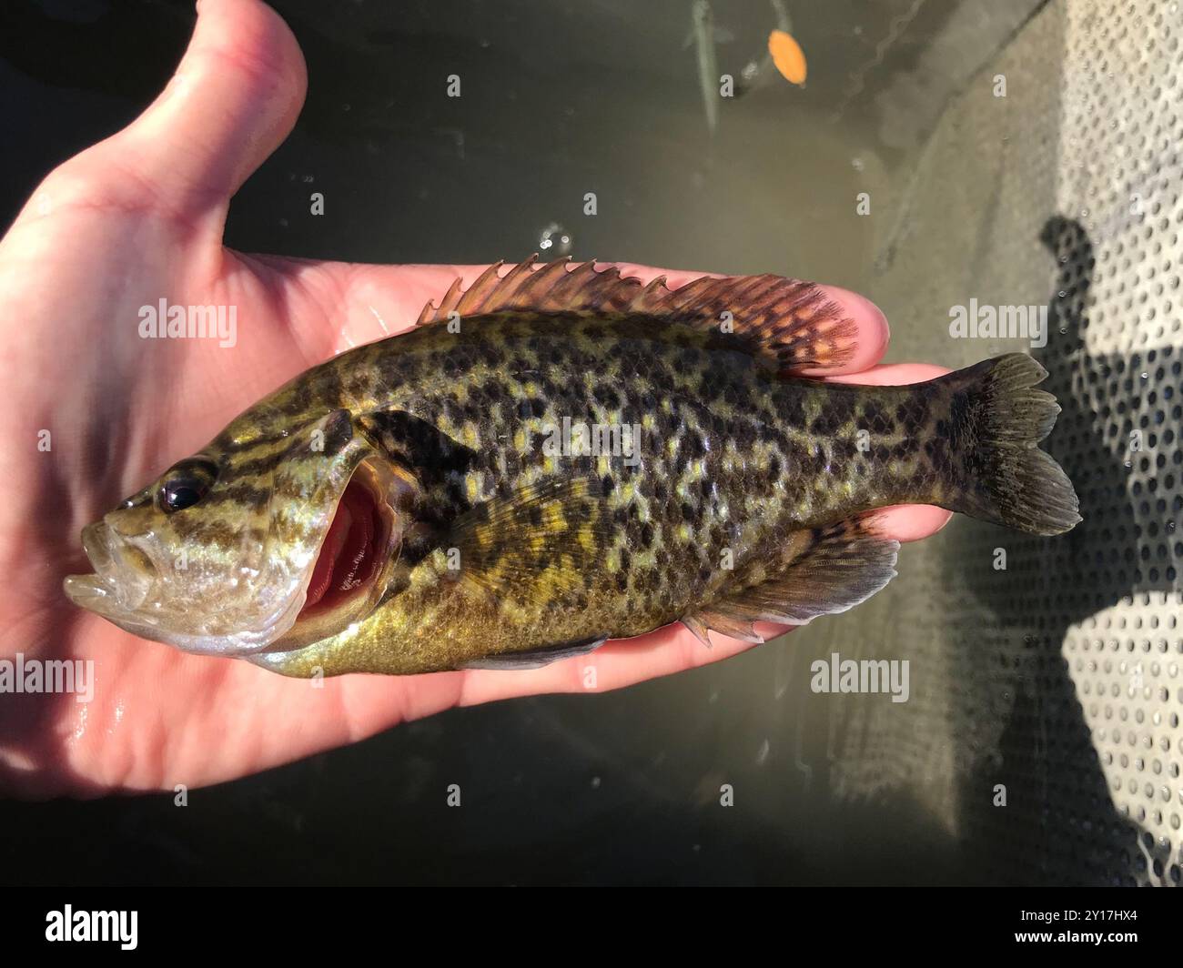 Warmouth (Lepomis gulosus) Actinopterygii Stock Photo - Alamy