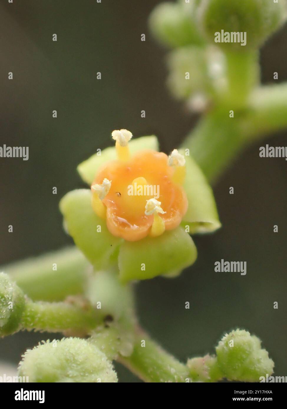 Bushkiller (Causonis japonica) Plantae Stock Photo - Alamy