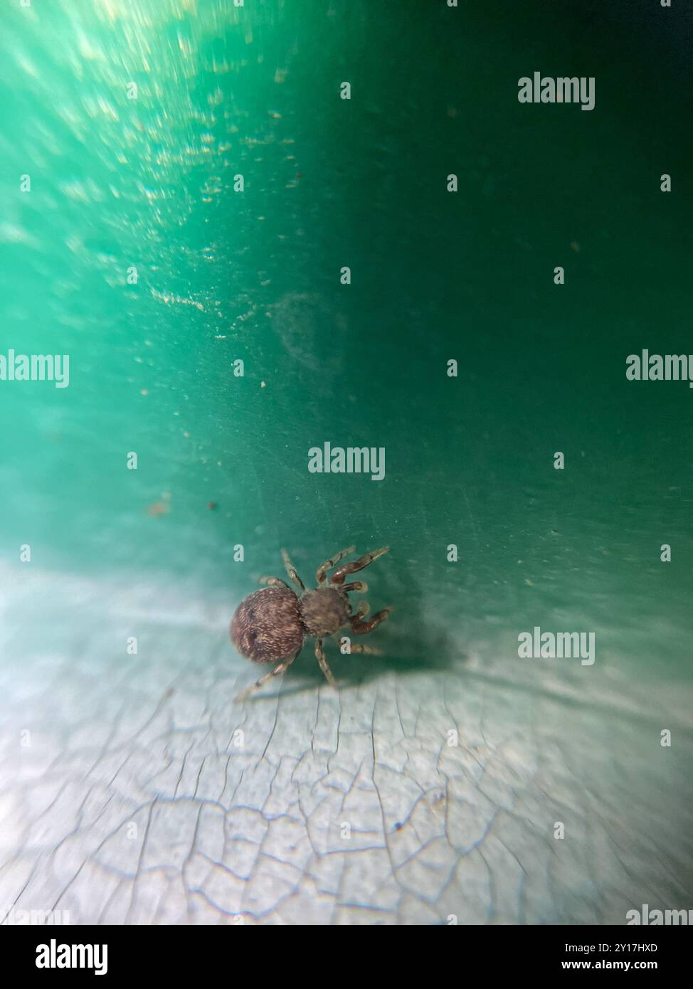 Oak Jumping Spider (Ballus chalybeius) Arachnida Stock Photo - Alamy