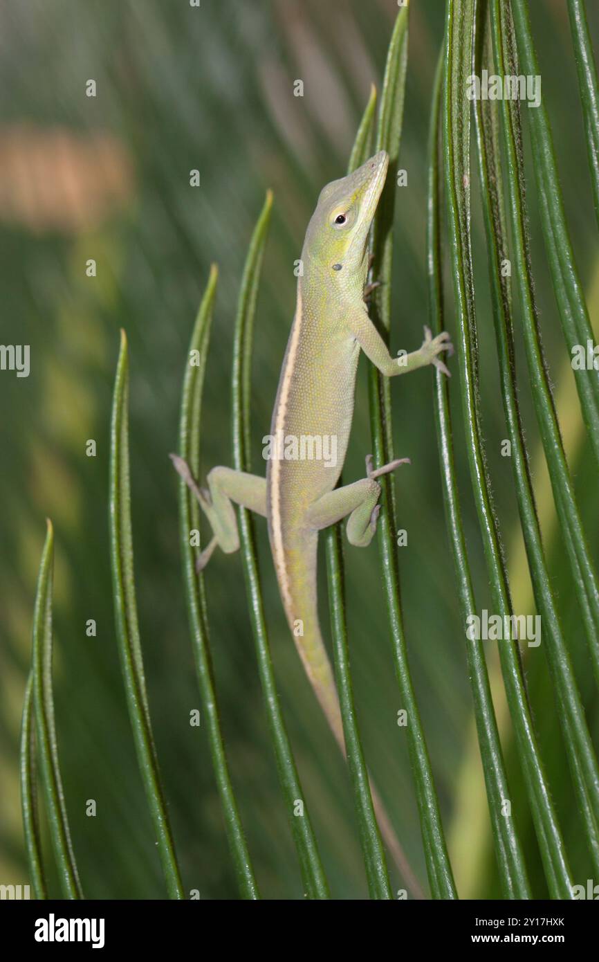 Cuban Green Anole (Anolis porcatus) Reptilia Stock Photo - Alamy
