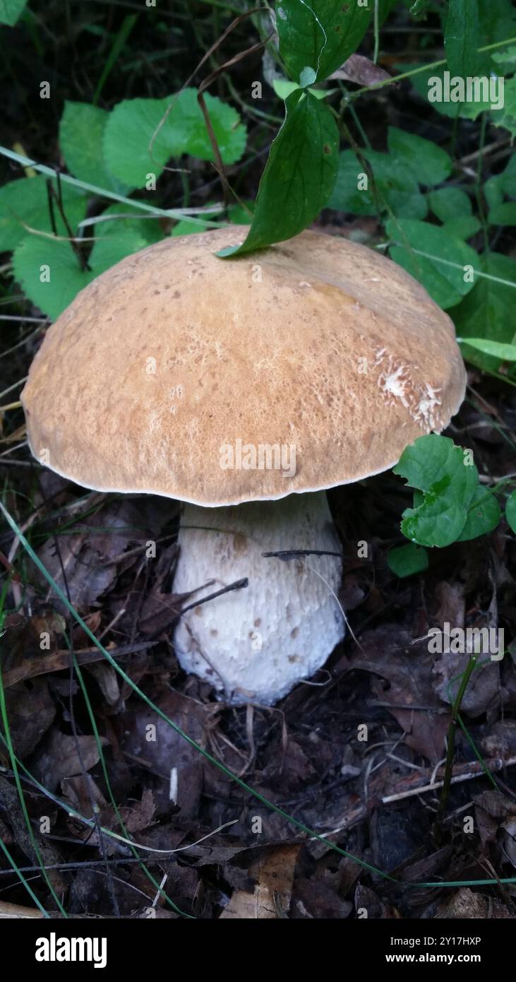 (Boletus variipes) Fungi Stock Photo - Alamy