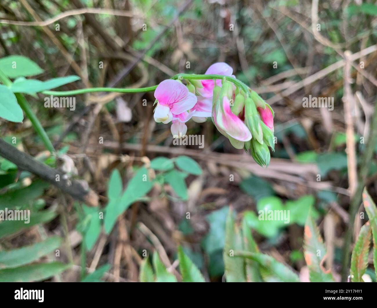 Pacific pea (Lathyrus vestitus) Plantae Stock Photo - Alamy