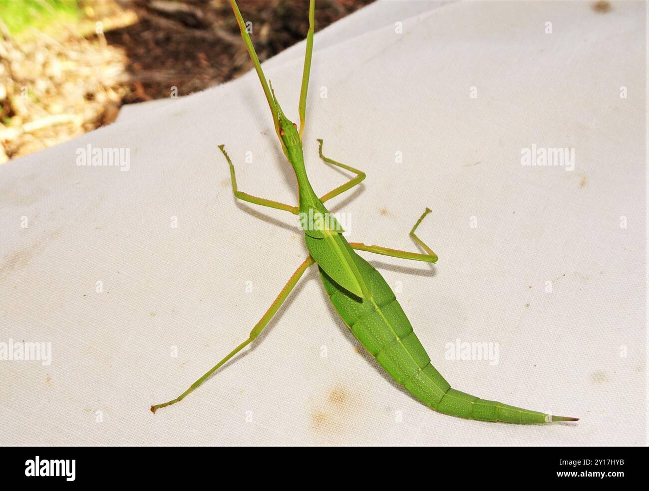 Spur Legged Phasmid (Didymuria violescens) Insecta Stock Photo - Alamy