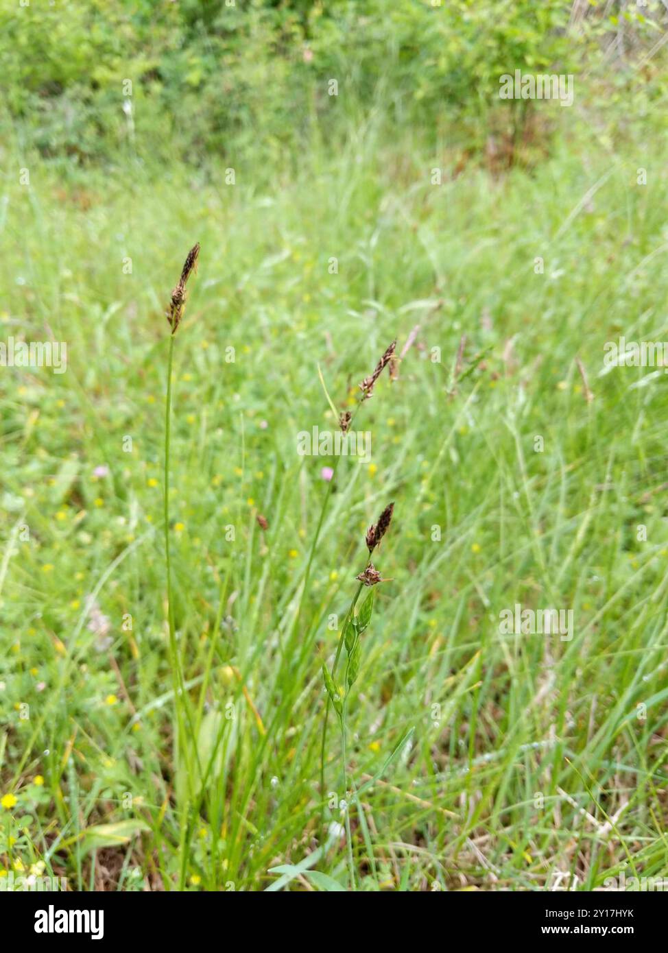 Long-stolon Sedge (Carex inops) Plantae Stock Photo - Alamy