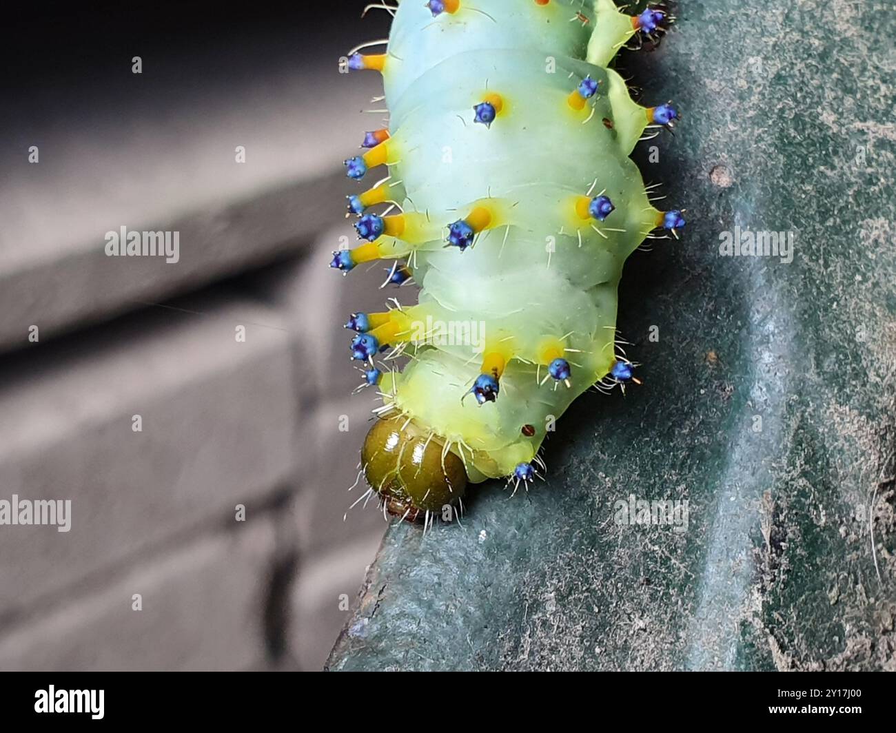 Emperor Gum Moth (Opodiphthera eucalypti) Insecta Stock Photo - Alamy