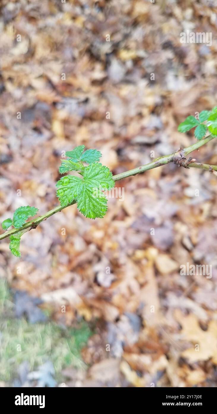 Gooseberry Family (Grossulariaceae) Plantae Stock Photo - Alamy