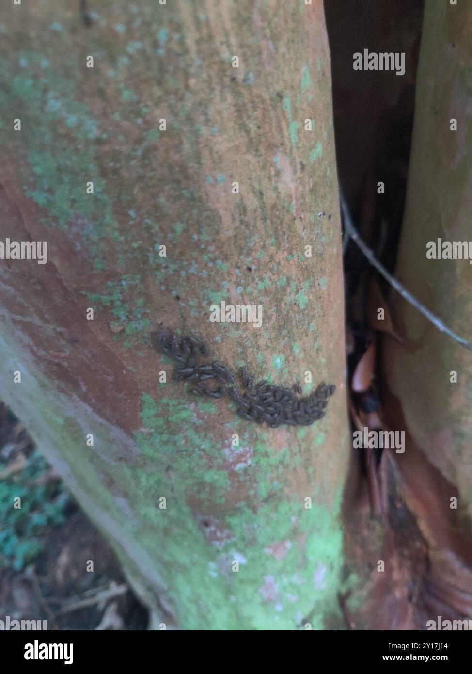 Tree Cattle (Cerastipsocus venosus) Insecta Stock Photo - Alamy