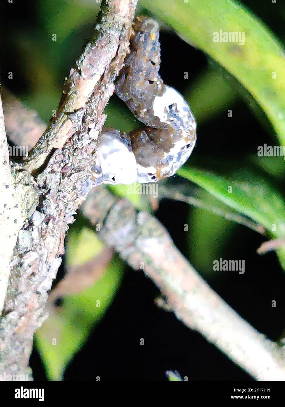 Moonseed Moth (Plusiodonta compressipalpis) Insecta Stock Photo - Alamy