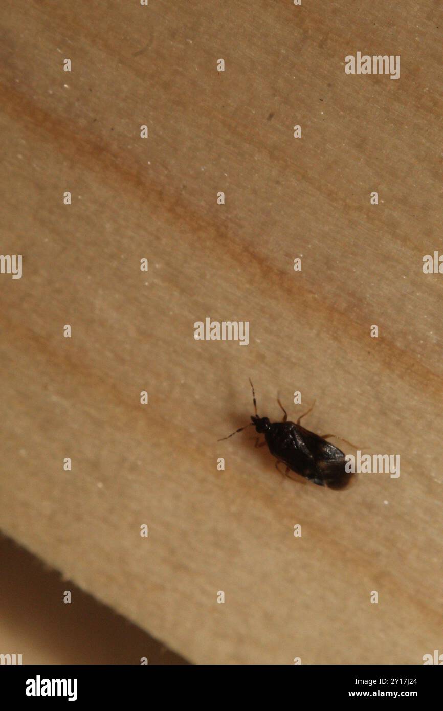 Minute pirate bugs (Anthocoridae) Insecta Stock Photo - Alamy