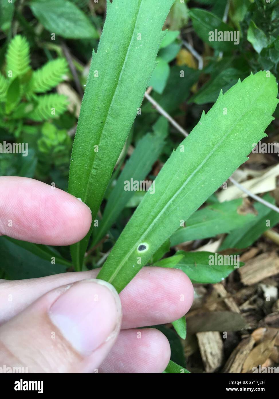 Carbonifera goldenrod gall midge (Asteromyia carbonifera) Insecta Stock ...