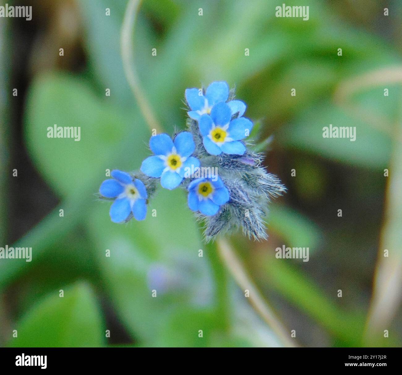 field forget-me-not (Myosotis arvensis) Plantae Stock Photo - Alamy