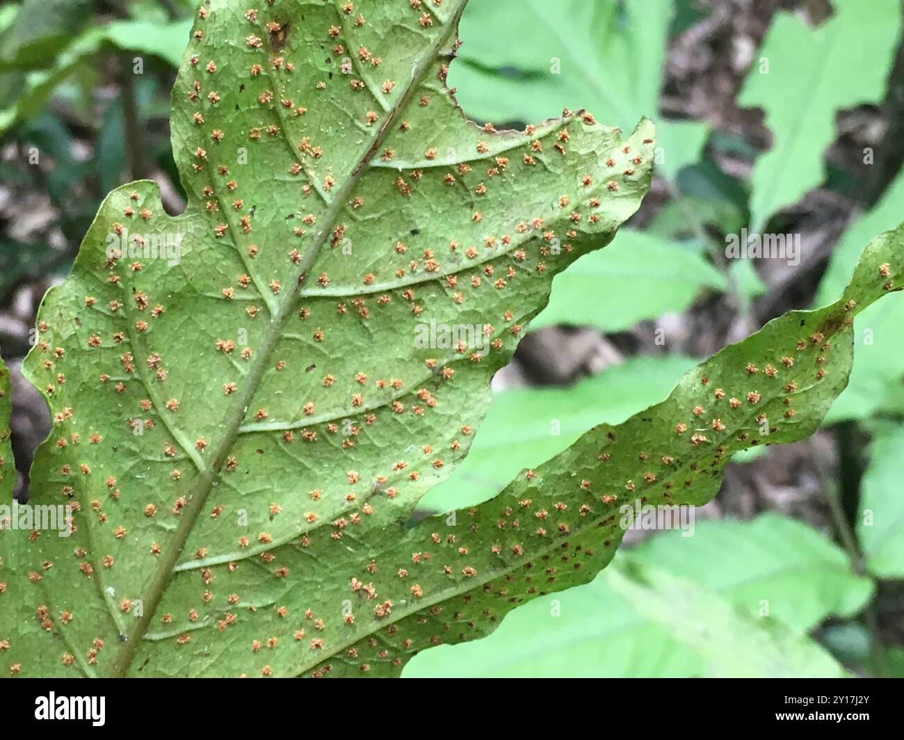 incised halberd fern (Tectaria incisa) Plantae Stock Photo - Alamy